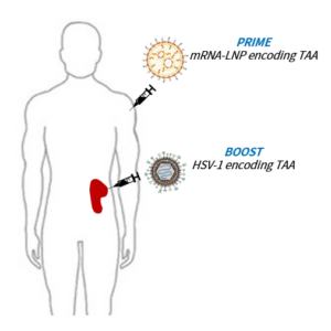 Prime-Boost Approach - Virogin