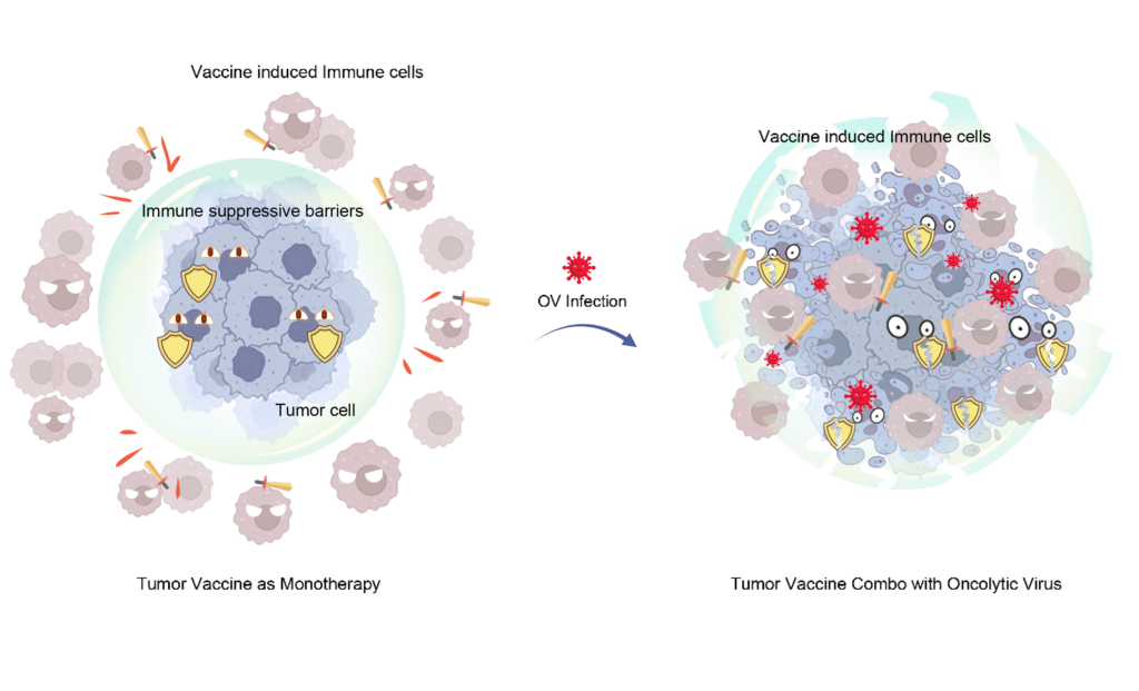 Prime-Boost Approach - Virogin