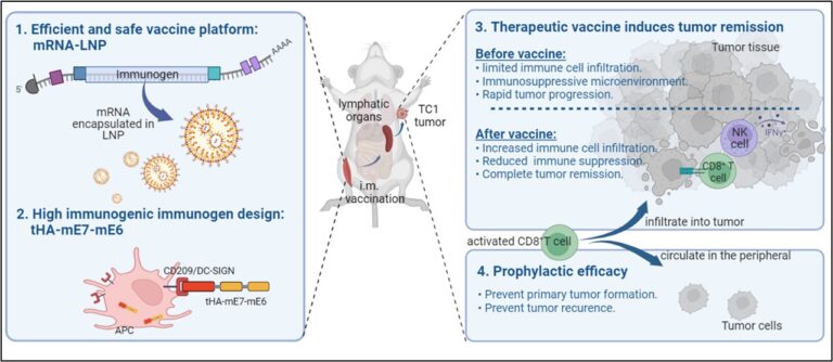 Virogin Announces its Publication of HPV mRNA cancer vaccine expressing ...