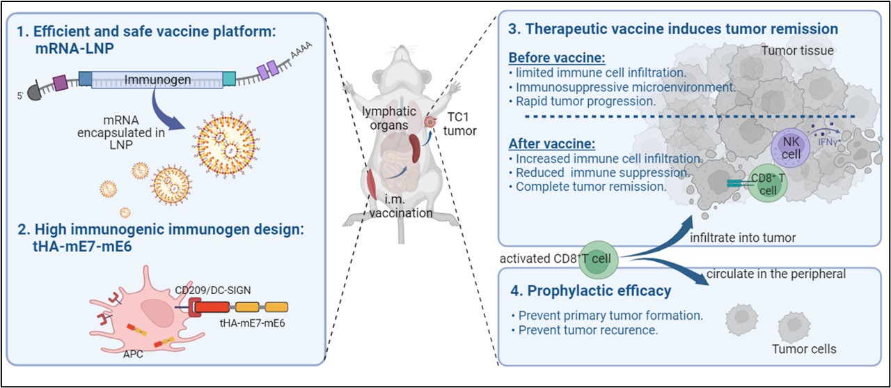 Virogin Announces its Publication of HPV mRNA cancer vaccine expressing ...
