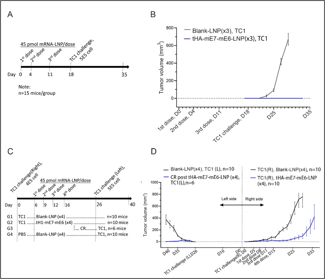 Virogin Announces its Publication of HPV mRNA cancer vaccine expressing ...